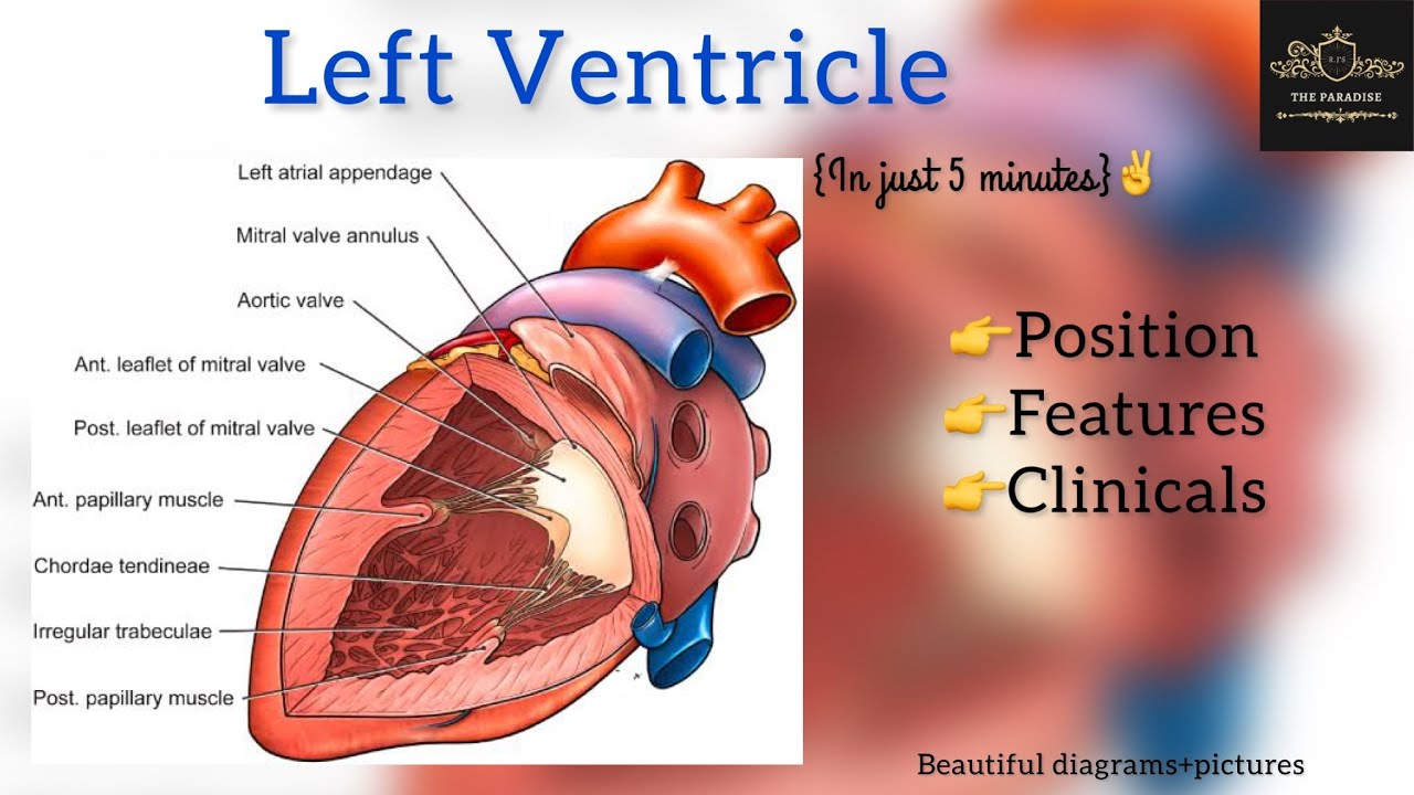 Left ventricle no way problem at all😀 ️|Position|Features|Clinical ...