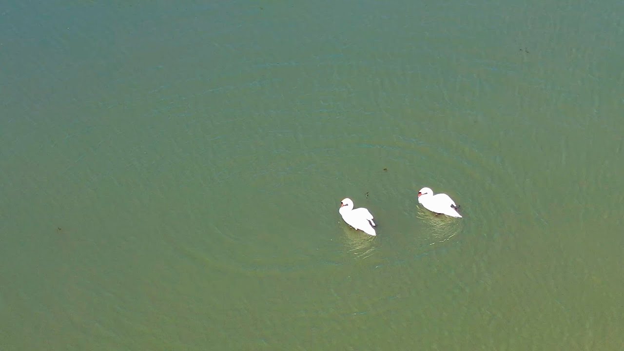 Swans swimming in synchronized circles: the rotating display dance ...