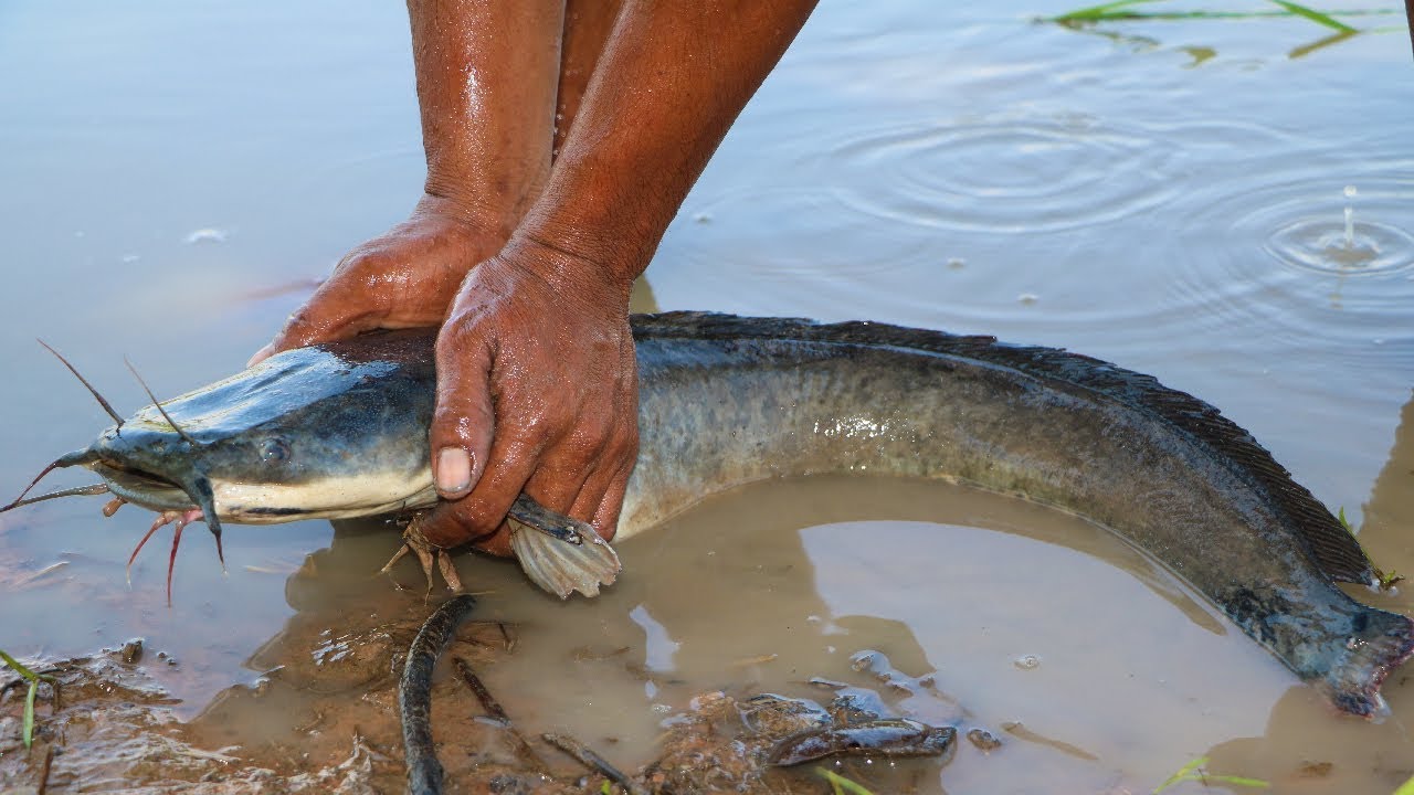 Hand Fishing | Amazing Two Man Catching Giant Catfish by Hand | Mud ...