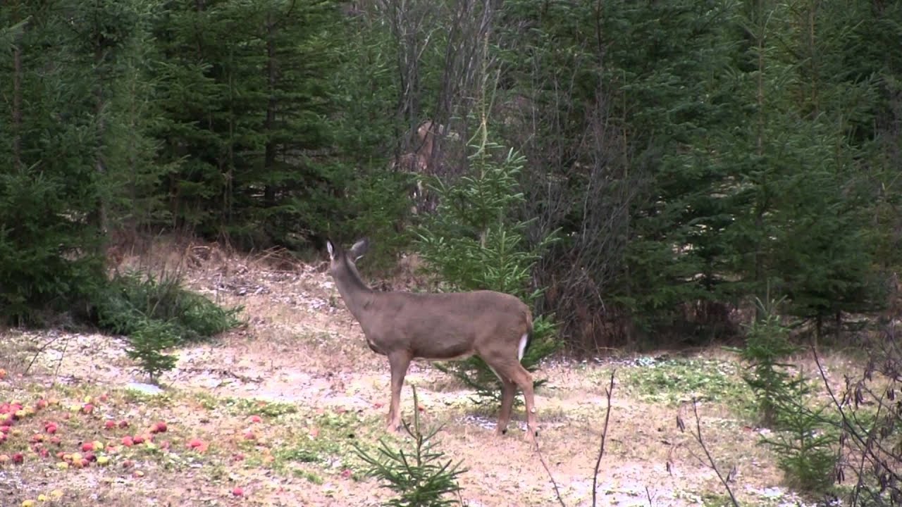 Phil Panache 1, Zone 2 Ouest (Chasse au chevreuil 5/7) - YouTube