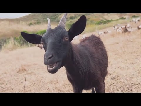 Glitch in California Labor Law could send dozens of grass clearing goats to the slaughter
