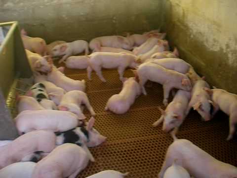 Crianza de Cerdos Agropecuaria Copacabana - YouTube