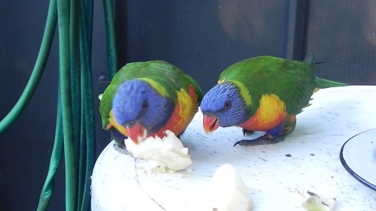 Junior & Jumpy 1 - YouTube