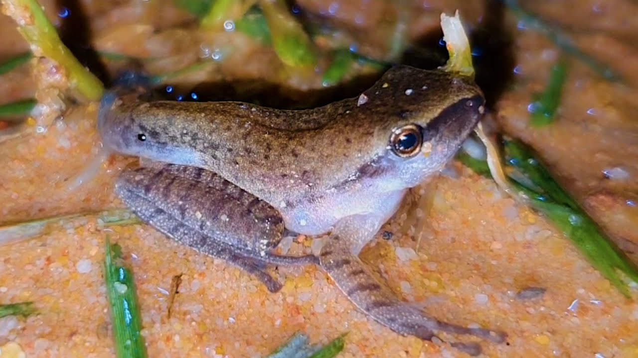 Rain frog sounds for sleep, meditation, study, stress relief, relax ...