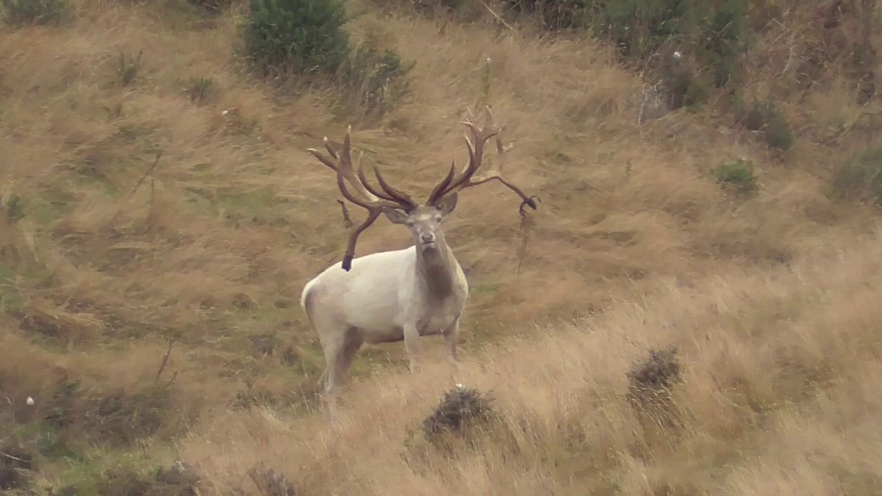 White Red Stag with New Zealand Safaris - YouTube