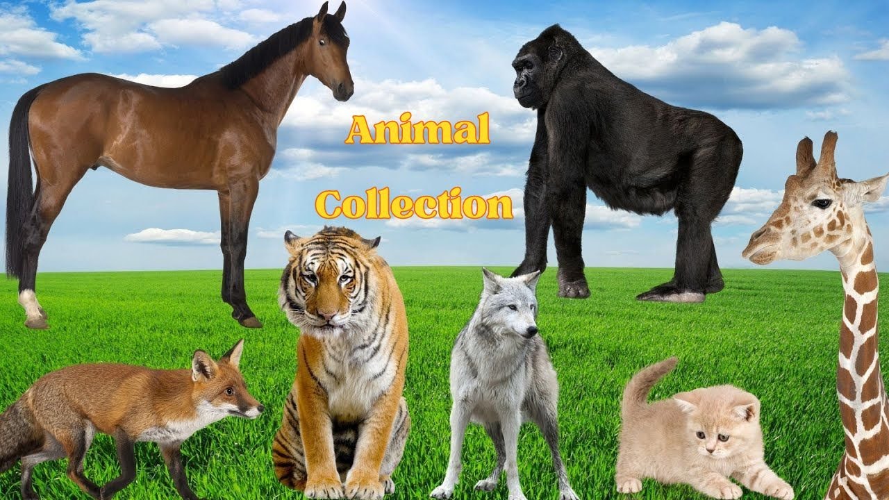 Sounds Of Wild Animals, Familiar Animal : Cat, Dog, Elephant, Giraffe ...
