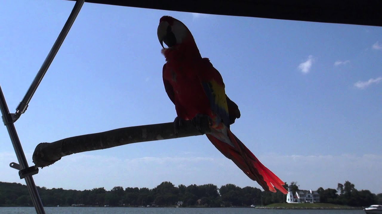 Our Scarlet Macaw Parrot, Spinnaker, Falling Asleep on her Perch ...