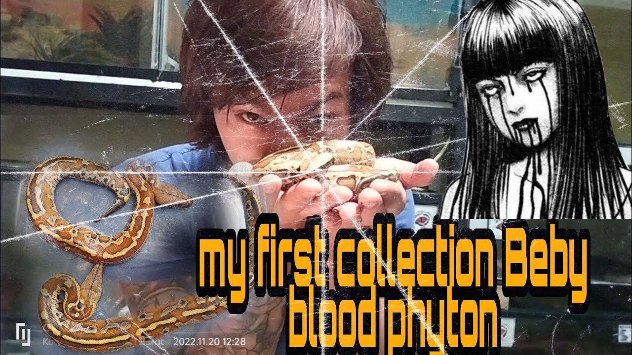 UNBOXING DIPONG/BLOODPHYTON/ULARBEDUL#bloodphyton#dipong - YouTube