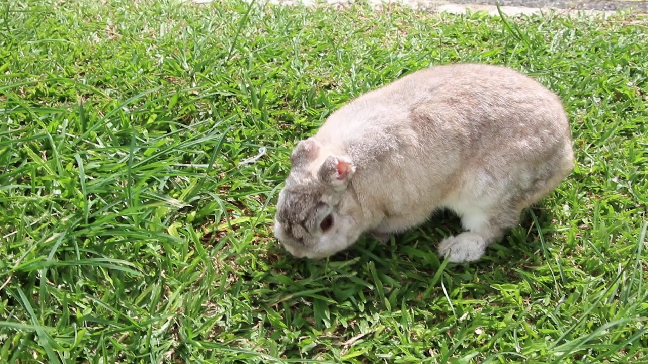 A pet rabbit is healthy and has no recurrence of chronic scabies after ...