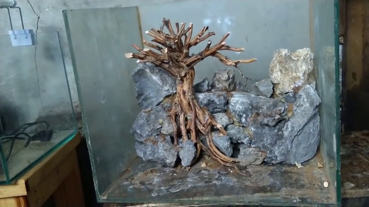 Tutorial Bonsai aquascape - YouTube
