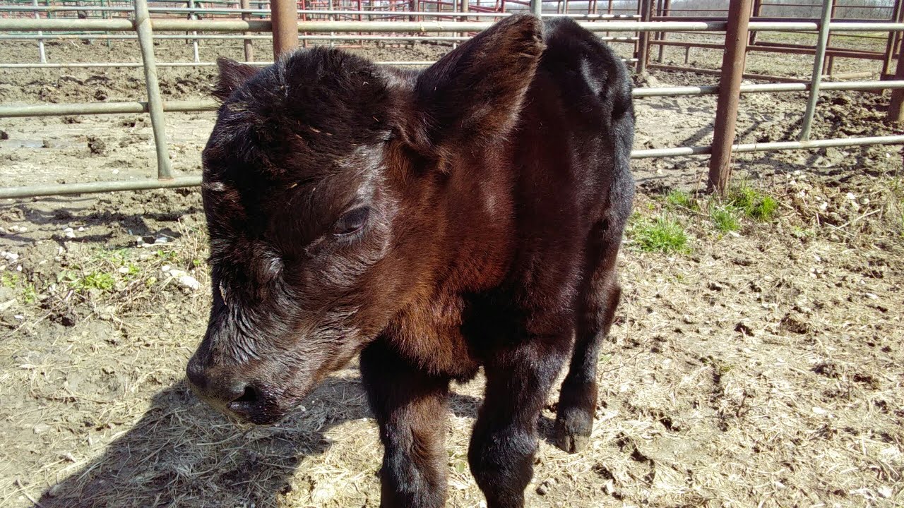 New baby calf! Born at midnight. Angus Simmental cross - YouTube
