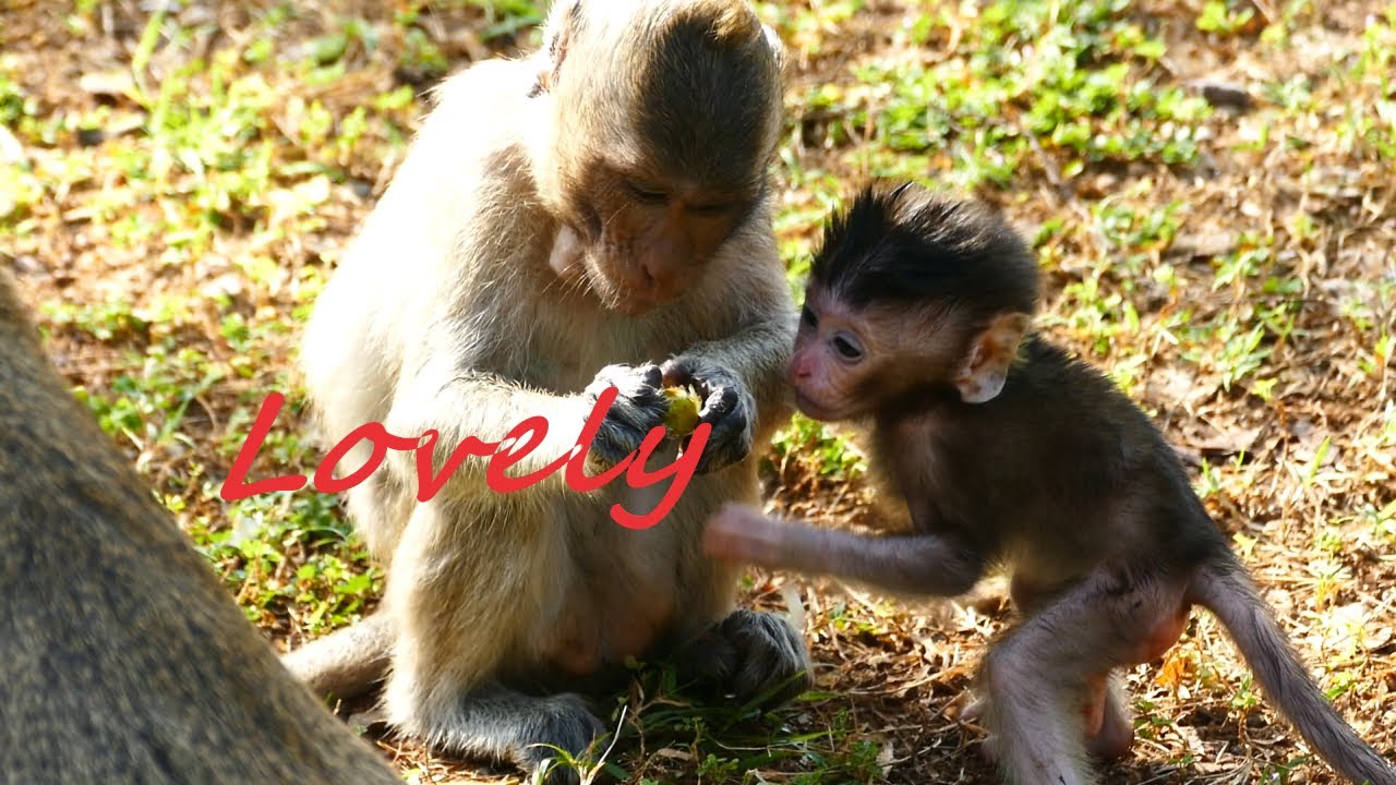 Good sister, she fed the baby monkey Mateo, Looks like Mateo, it ...