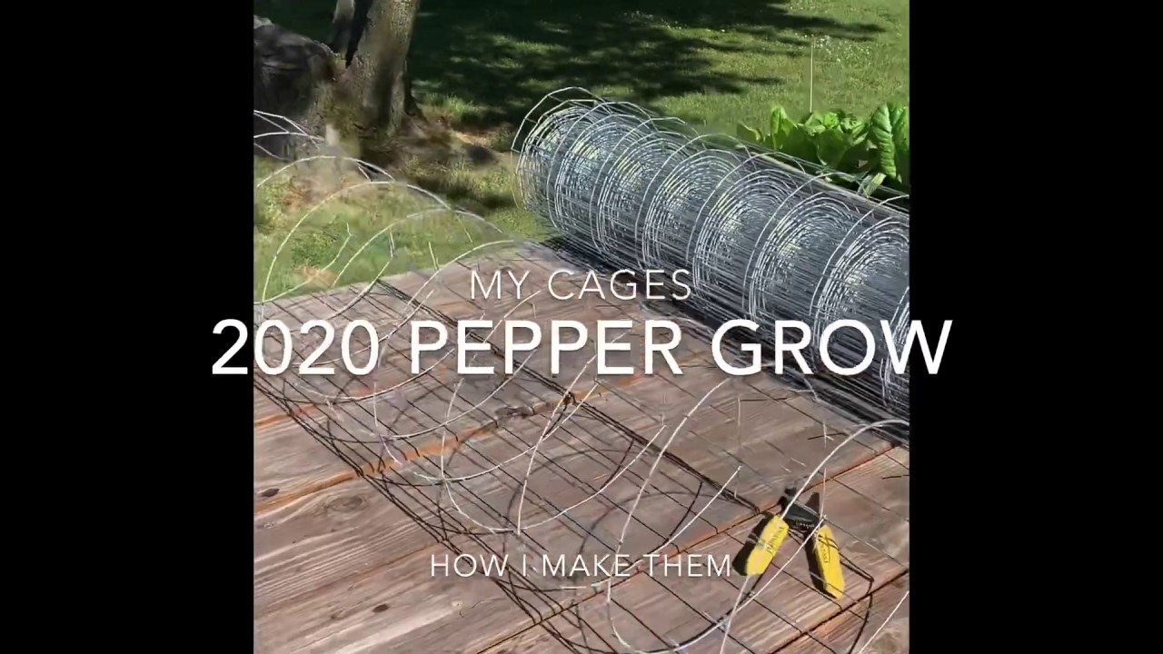 2020 Pepper Grow seed to sauce . My cages - YouTube