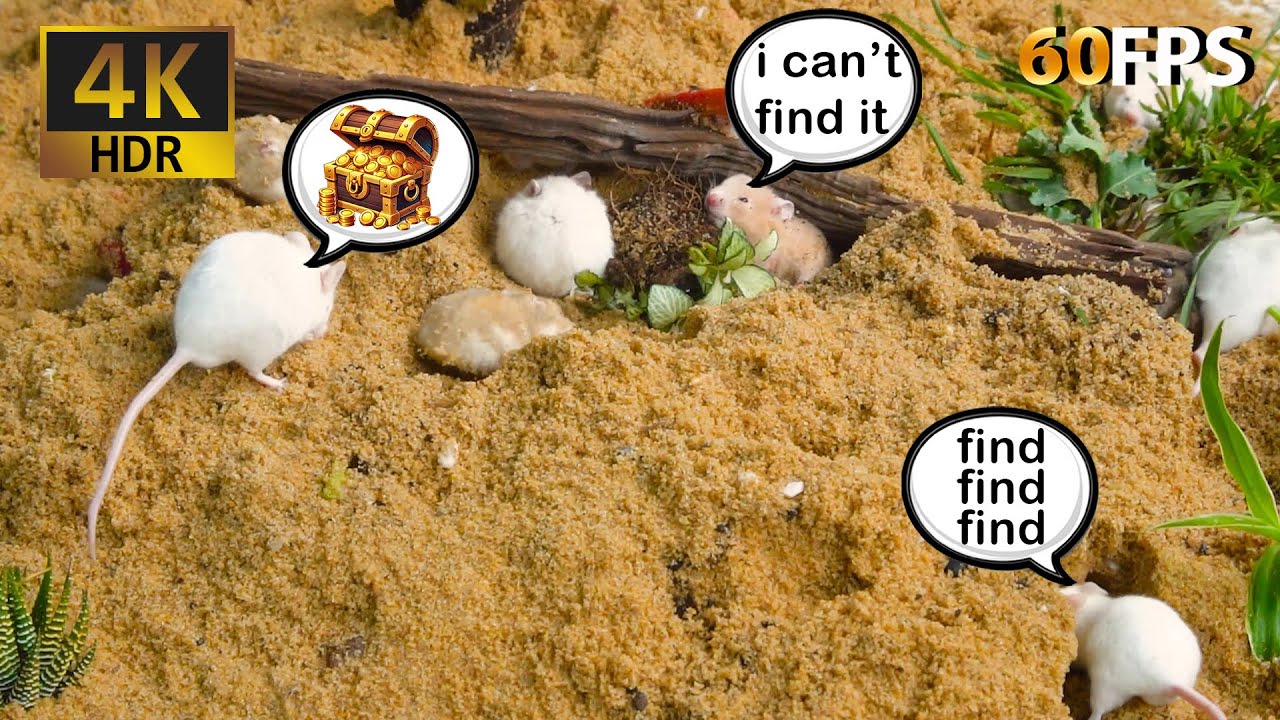 LOL Mouse TV 😹: Mice Dig for Treasure in Sand – Best Cat TV in 4K HDR ...