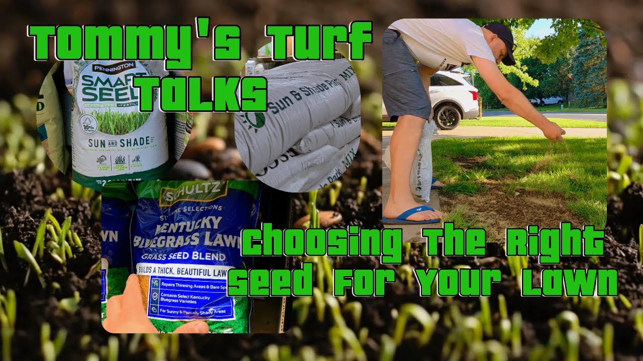 Choose The Right Seed for Your Lawn - YouTube