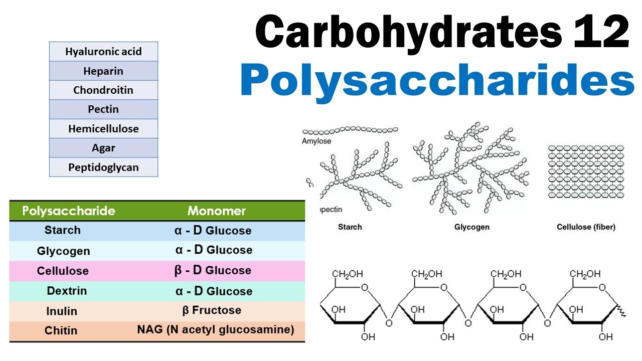 Polysaccharides | Biochemistry of Polysaccharides | Glycans | Dr ...