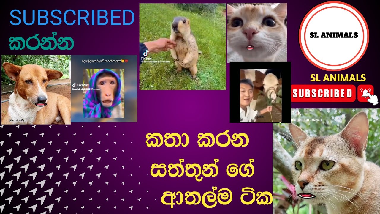 හරිම කුජීතයි නෙද?🤣😅/Saththu katha karanavideo/2025(Animals)https://www ...