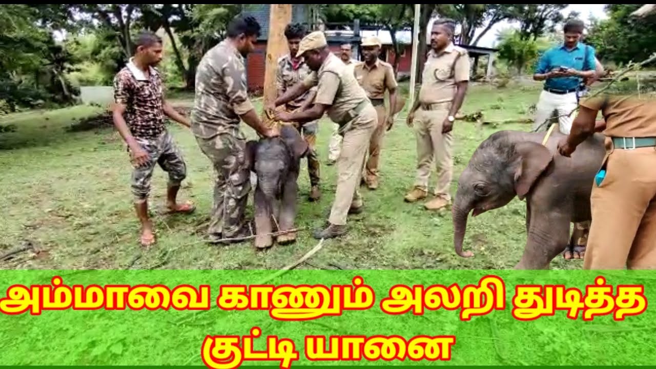 Baby Elephant cry for its Mommy!!! அம்மாவை காணும் அலறி துடித்த குட்டி ...
