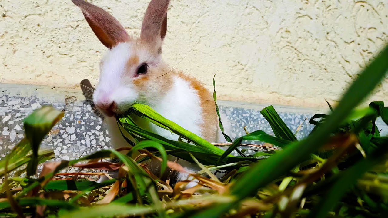 My Cute Rabbit Eating - YouTube