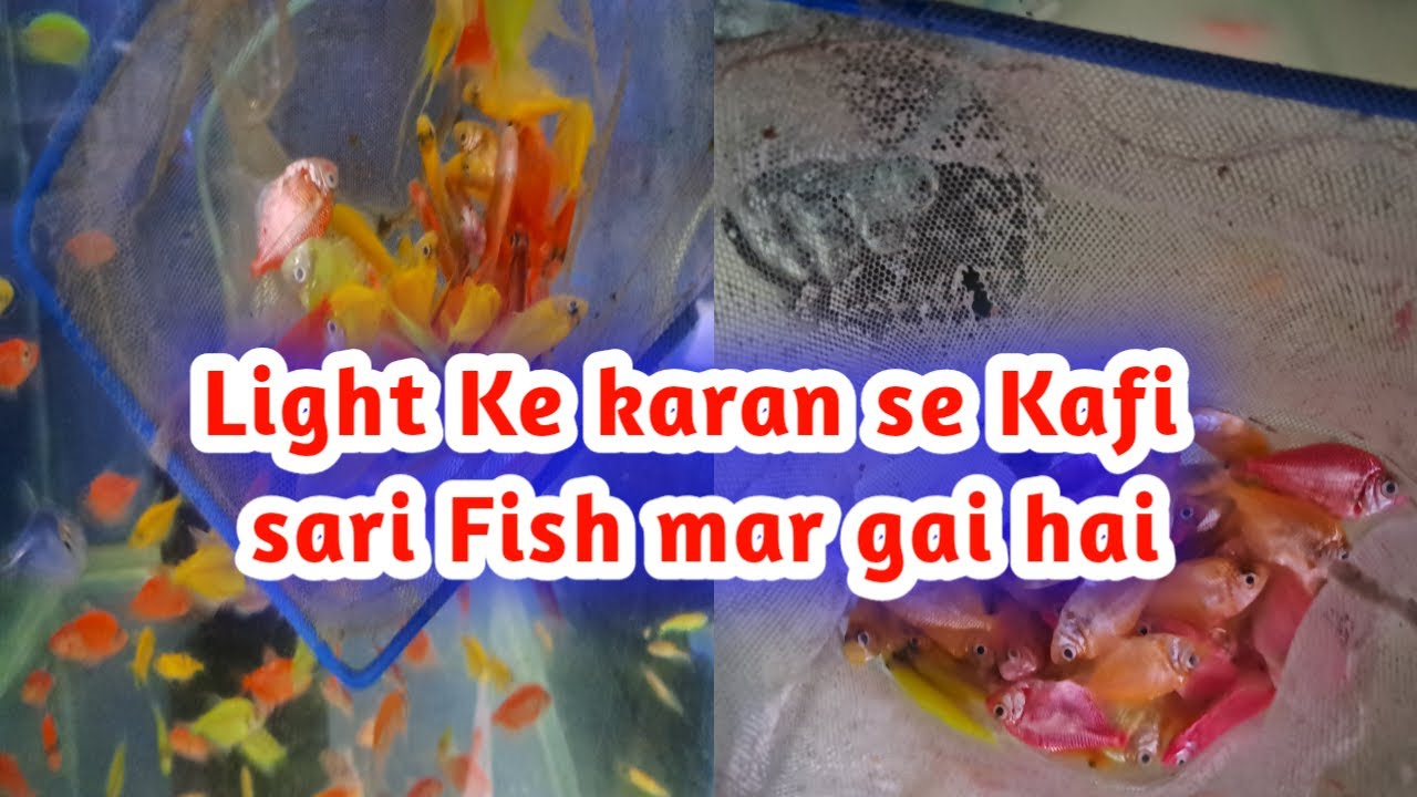 Light Ke karan se Kafi sari Fish mar gai hai 😭😓. #bjp #bijli #mpv ...