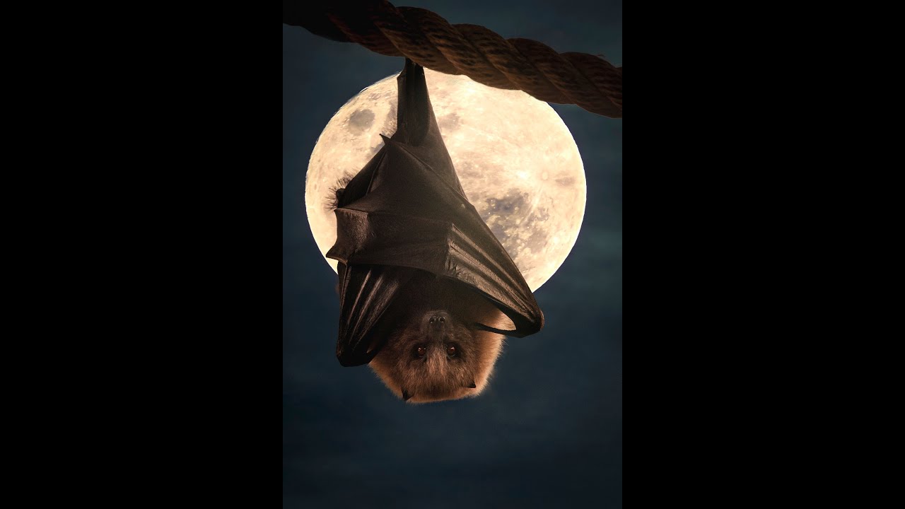Donald Duck VS Batman - Midnight Bat Attack !! - YouTube