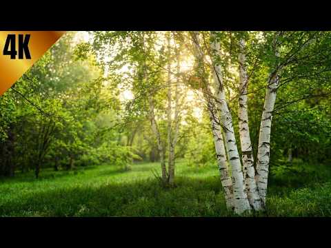 ASMR Nature: Sunny Birch Forest & Rain Sounds for Sleep 🌧️🌳