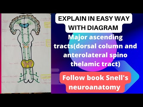 Tracts of spinal cord|major ascending tracts| dorsal column and ...
