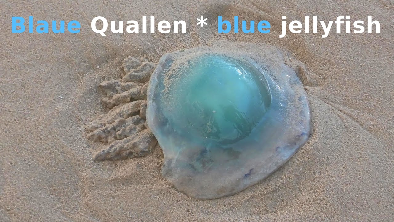Blaue Qualle