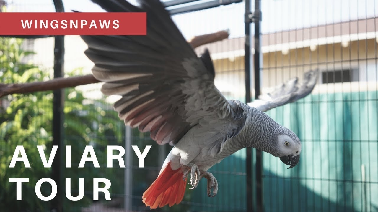 Aviary Tour with my African Grey - YouTube