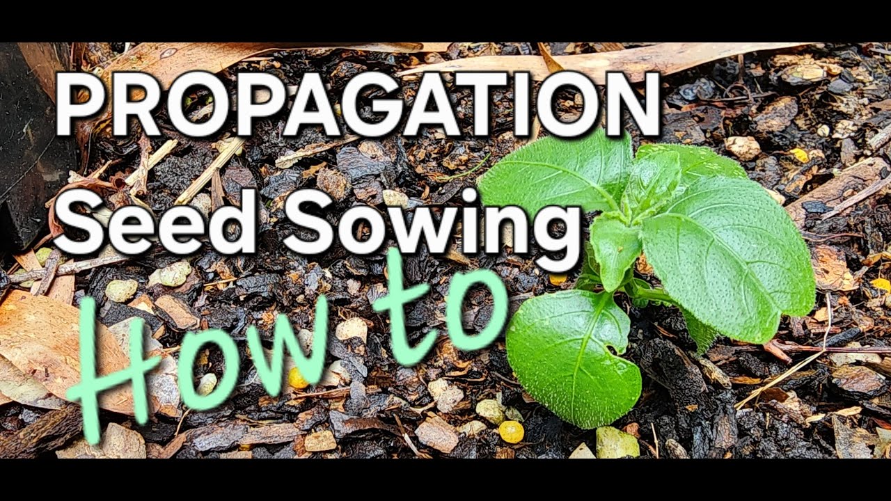 Seed Sowing How To Propagate Plants - YouTube