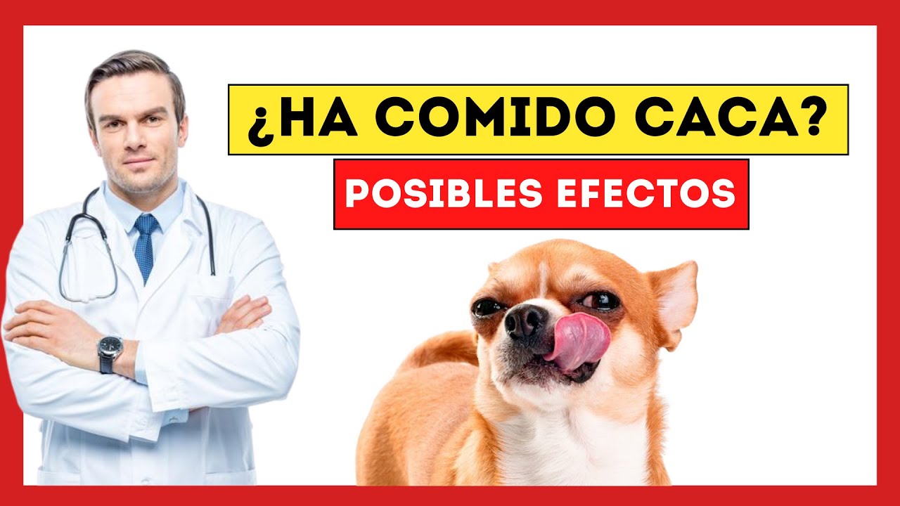 😱¿Qué Pasa si mi Perro Come CACA de GATO? [Esto es lo que le OCURRE a ...