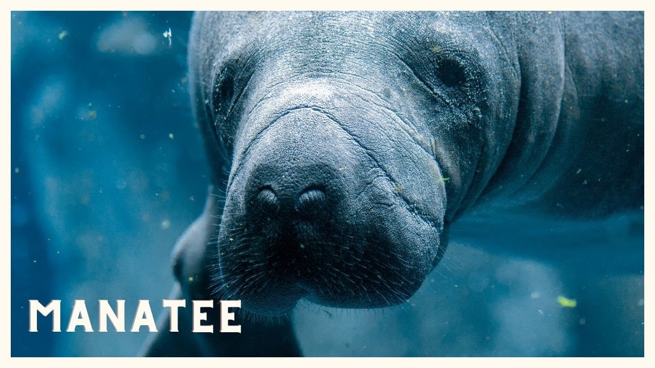 Manatee sounds underwater in the river of the Caribbean Sea! - YouTube