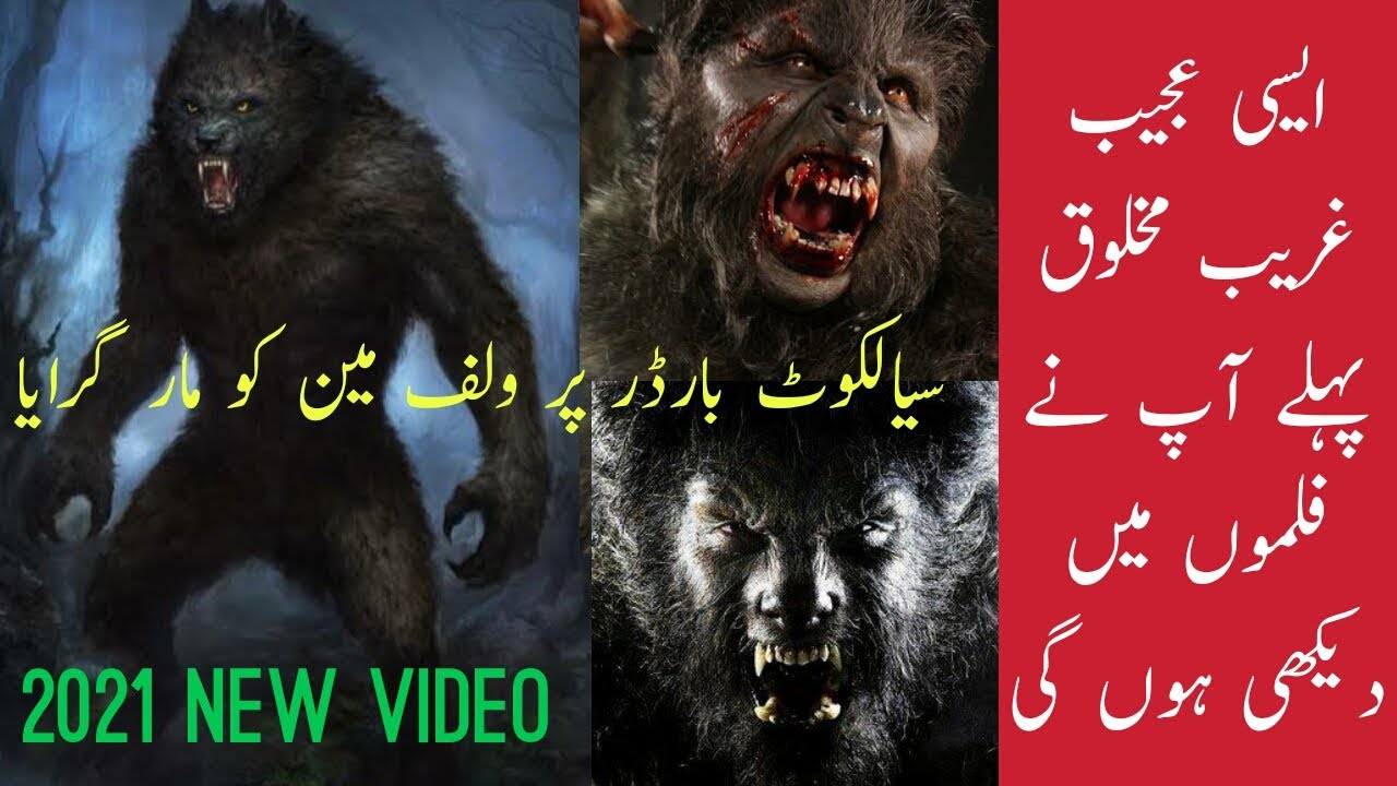 First Time Real wolf man in Pakistan at Sialkot Border | Ranger Hunted ...