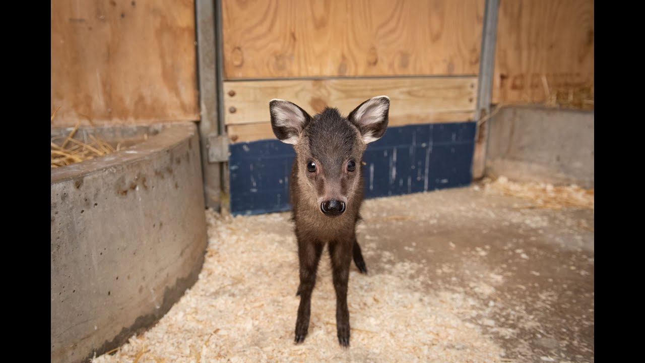 Tufted Deer