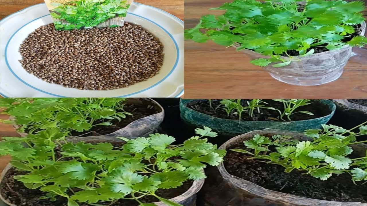Cultivo De Cilantro En Contenedores SEEDS DE HERB: CILANTRO/Cilantro