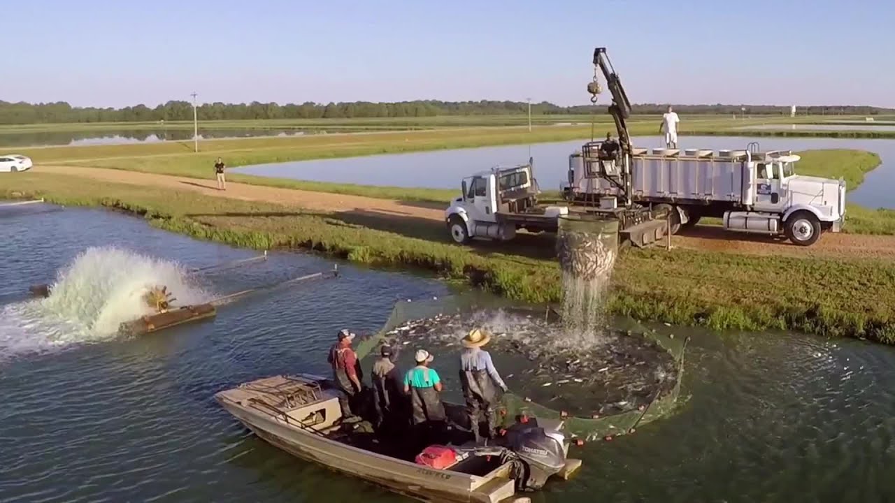The Life Cycle of Catfish | Modern Aquaculture and Harvest of Catfish ...