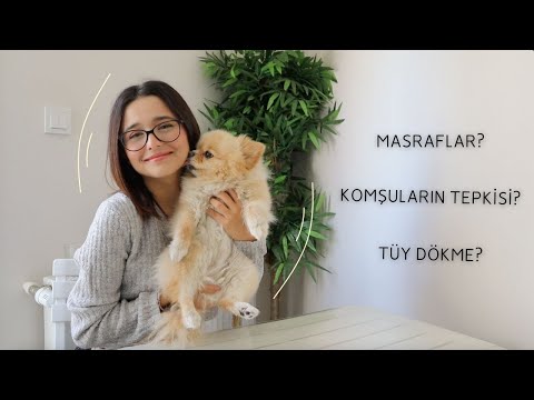 Öğrenci Evinde Köpek Beslemek 🐶💓 | masraflar, komşular, yalnız bırakmak, tüy dökümü vb...