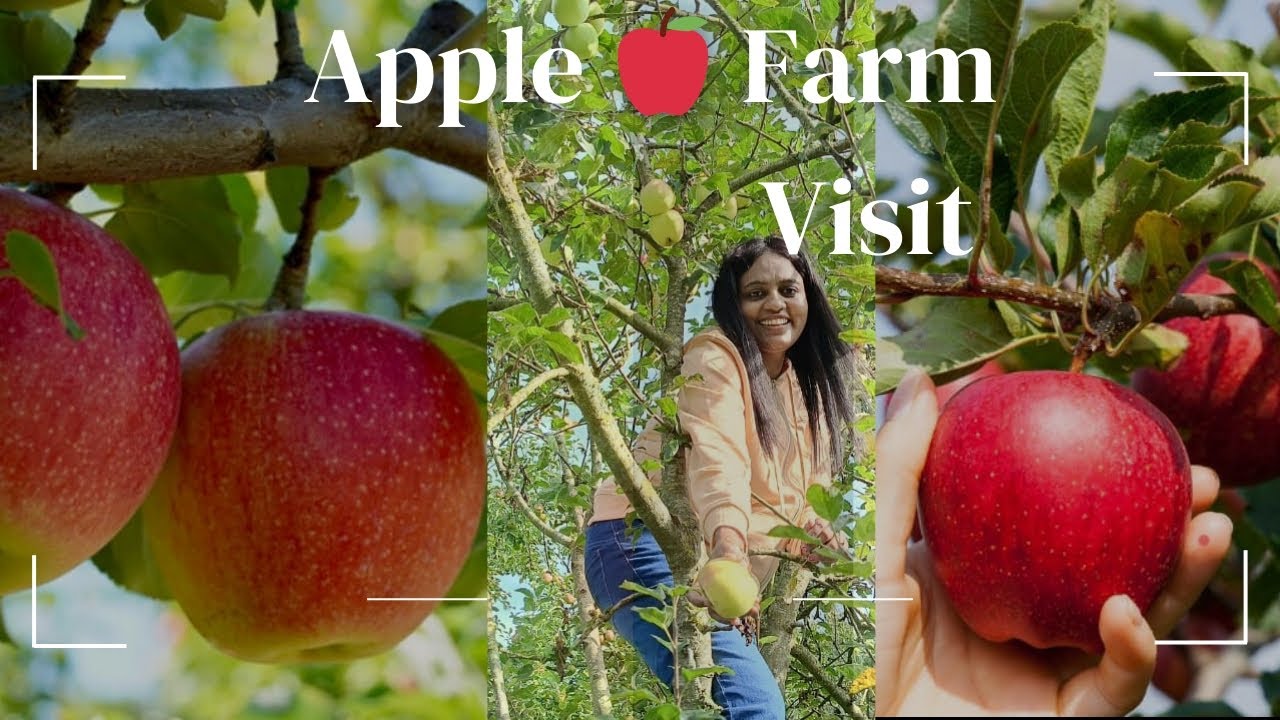 Exploring the beautiful Apple farm#A day of Apple picking 🍎🍎🍎🍎🍎 - YouTube