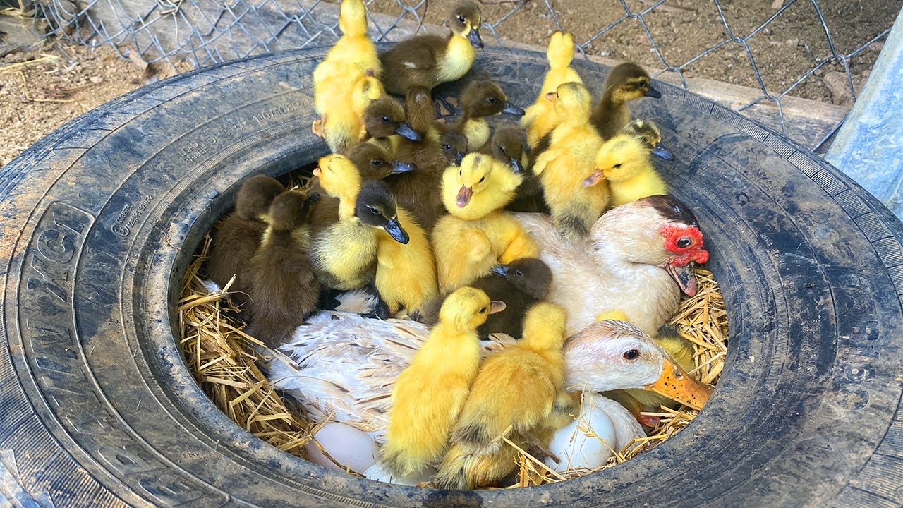 Amazing Two Duck Mum Hatching 30Duckling From Eggs _ New Baby Duck Born ...
