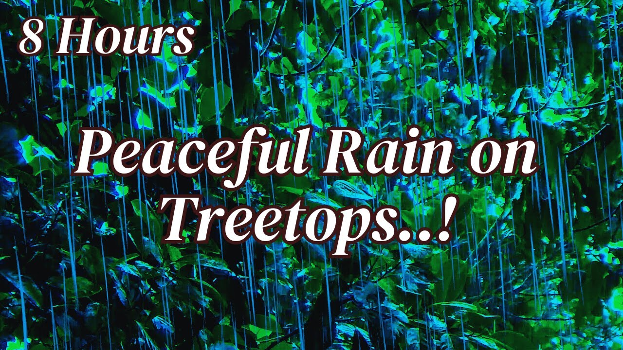 Ambient Rain Sounds for Sleep and Relaxation | Rain on Treetops - YouTube