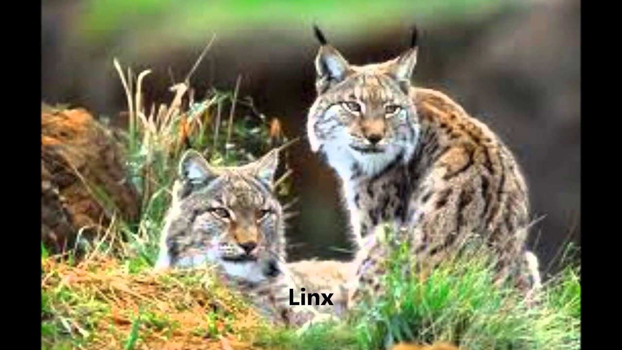 North West Trek Animals - YouTube
