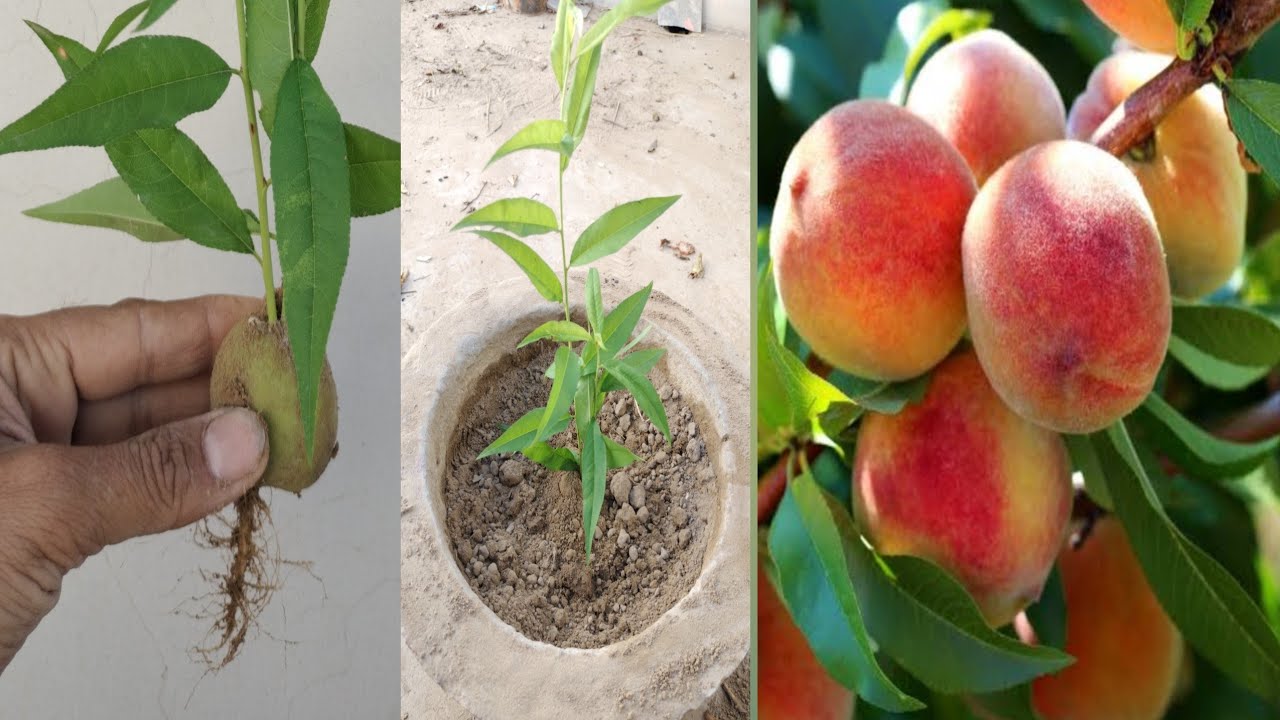 How to plant a peach tree from peach fruit in the garden in a modern ...