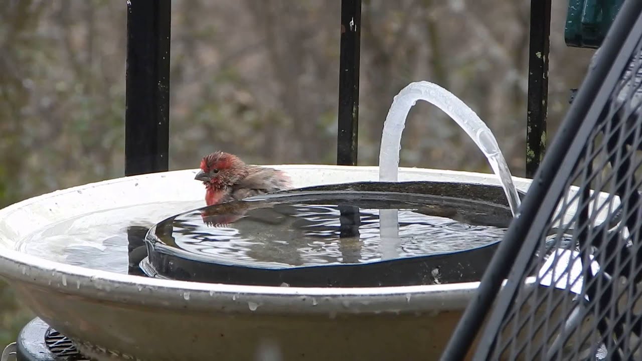 house finch bath - YouTube