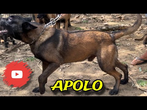 🔥 APOLO PADREADOR DO CANIL SANTA FERA!
