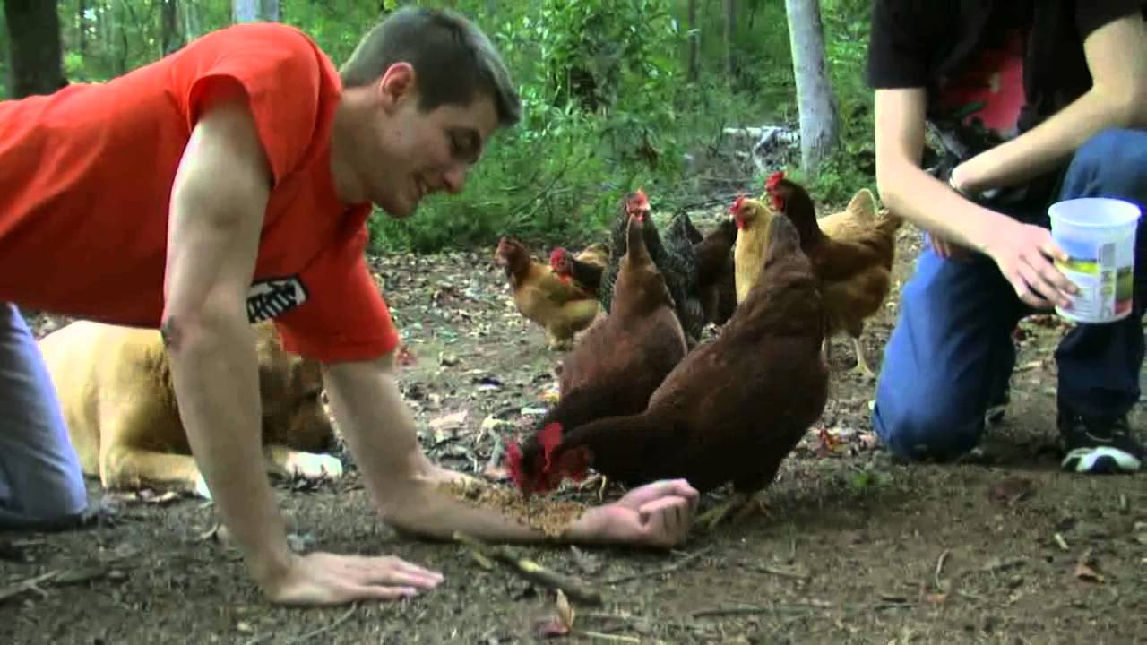chicken pecks - YouTube