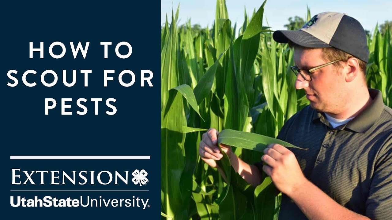 How to Scout your Garden for Pests - YouTube