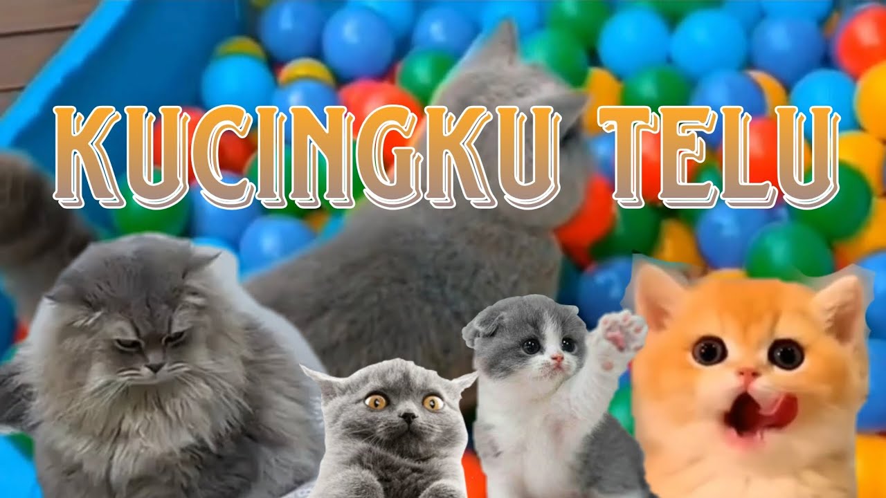 Kucingku Tiga (Kucingku Telu) *baru - YouTube
