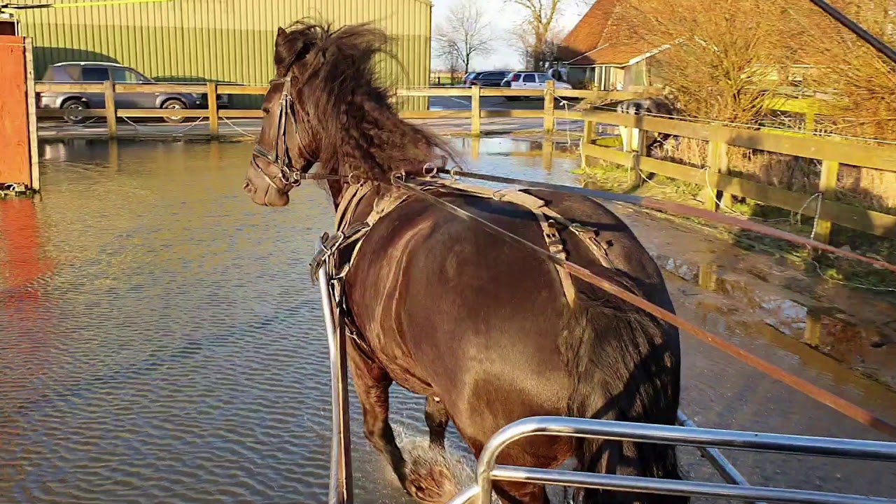 Stal Okkema's Tiny in foal of Julius 486 - YouTube