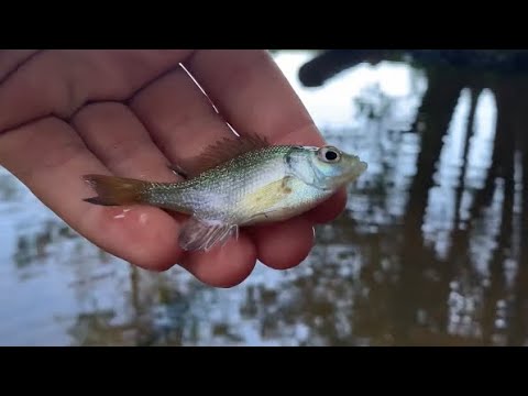Micro fishing in a tiny creek! - YouTube
