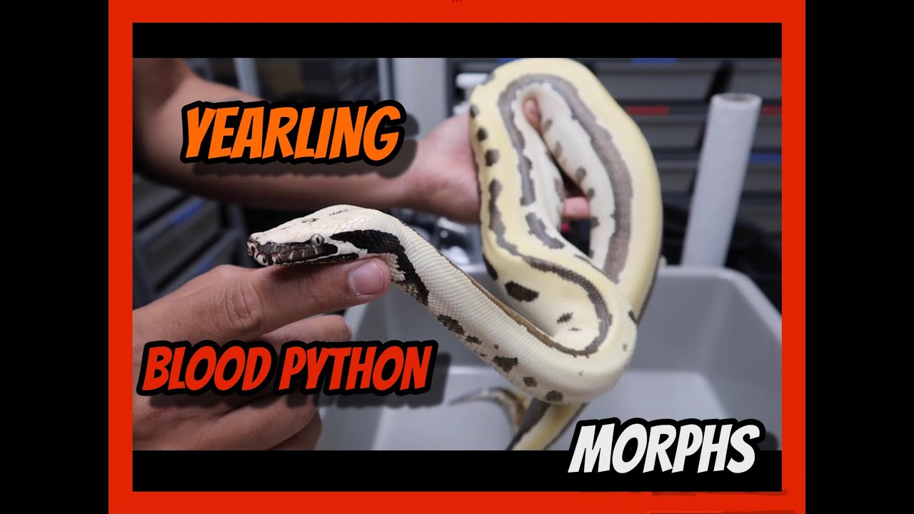 Huge update on our 2023 Holdback Blood Python morphs! - YouTube